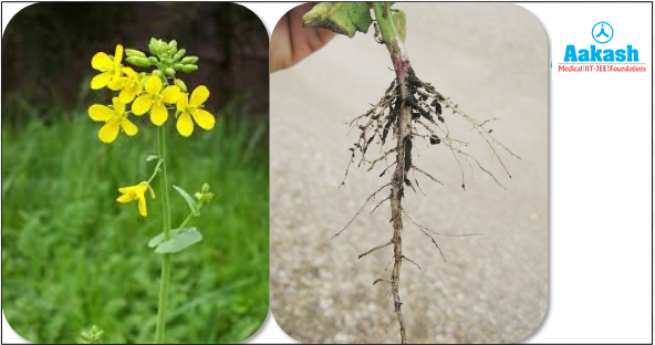 Root: Definition, Explanation, Characteristic features & Types | AESL